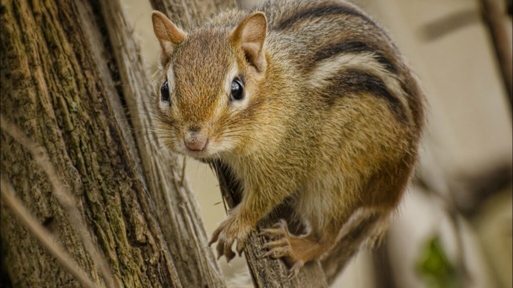 Squirrel Spiritual Meaning And Interpretation - Hi Wild Flower